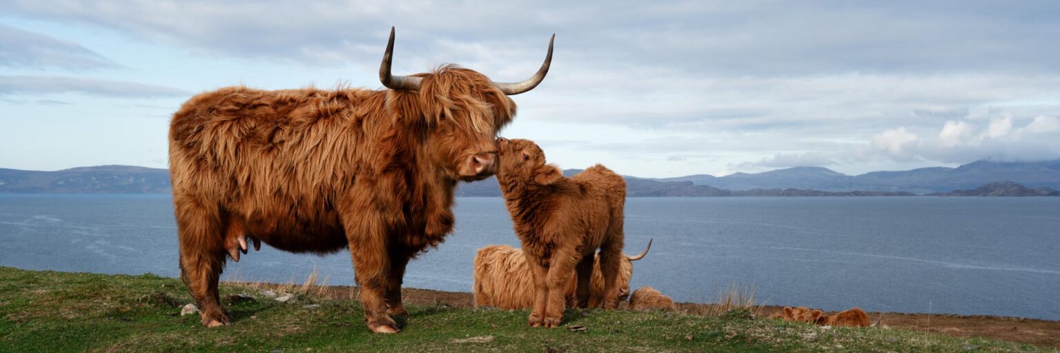 Highland Coos | Jason Denning - Panoramic Photography